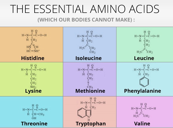 Есенциални аминокиселини (essential amino acids) – Power and Beauty